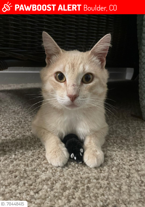 Boulder, CO Lost Male Cat, Miso Is Missing | PawBoost