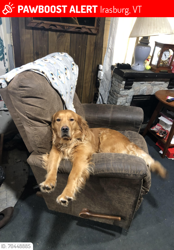 Irasburg, VT Lost Female Dog, Pebbles Is Missing | PawBoost
