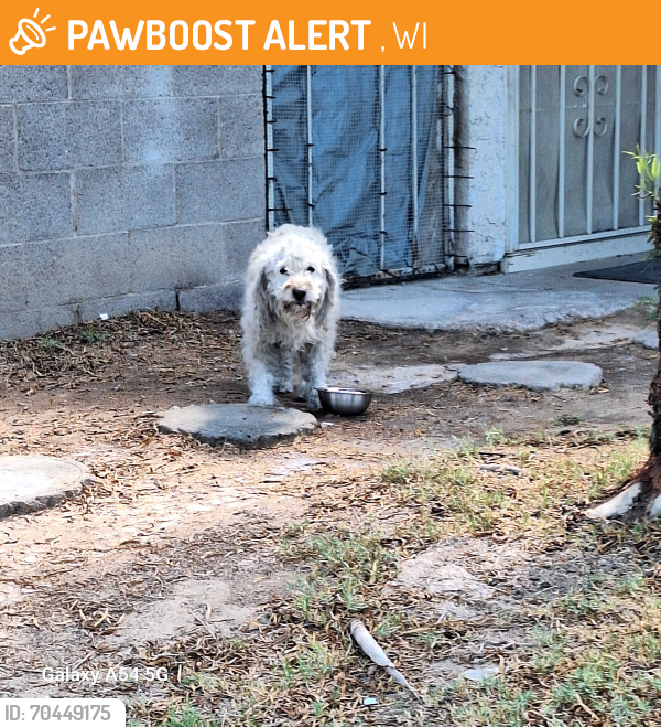 Brandon, WI Stray Male Dog Found Near Wintwrwood and danby | PawBoost