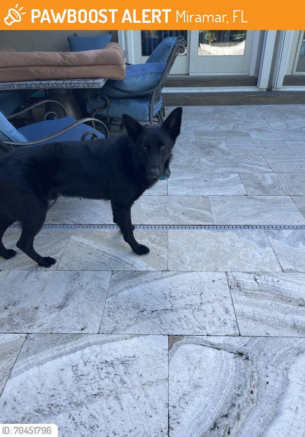 Miramar, FL Stray Male Dog Found Near Near ave miramar florida | PawBoost
