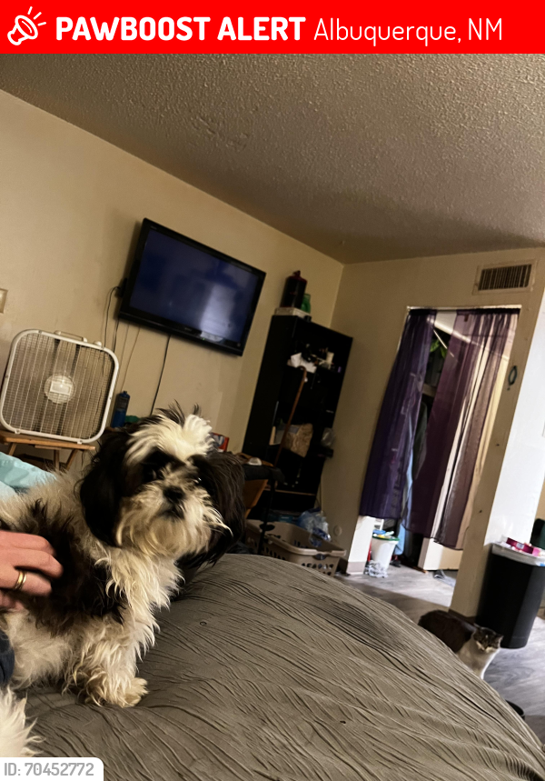 Albuquerque, NM Lost Male Dog, Hookah Is Missing | PawBoost
