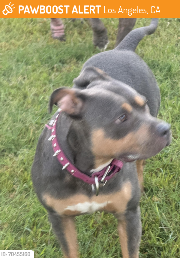 Los Angeles, CA Stray Female Dog Found Near Obama & Burnside | PawBoost