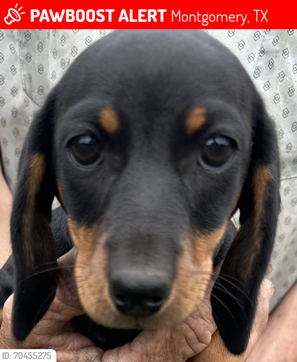 Montgomery, TX Lost Female Dog, Chachi Is Missing | PawBoost