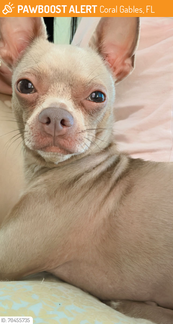 Coral Gables, FL Stray Female Dog Found Near Flagler | PawBoost