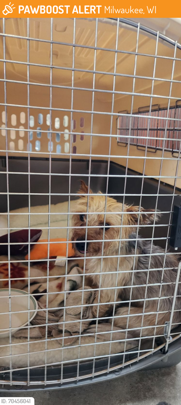 Milwaukee, WI Stray Male Dog Found Near 33rd & Pabst Ave | PawBoost