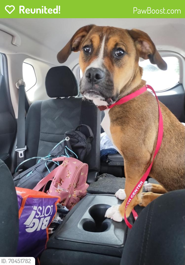 Reunited Female Dog in Denver, CO 80231 (ID: 70451782) | PawBoost
