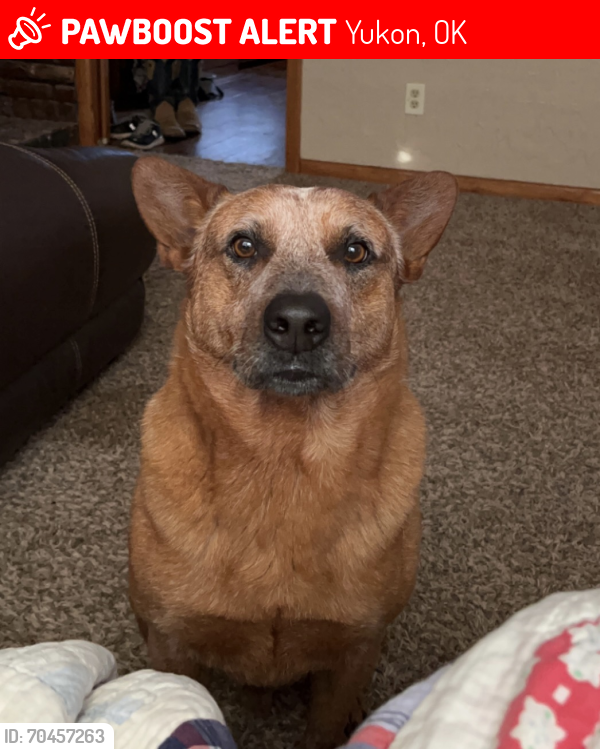 Yukon, OK Lost Male Dog, Poke Is Missing | PawBoost