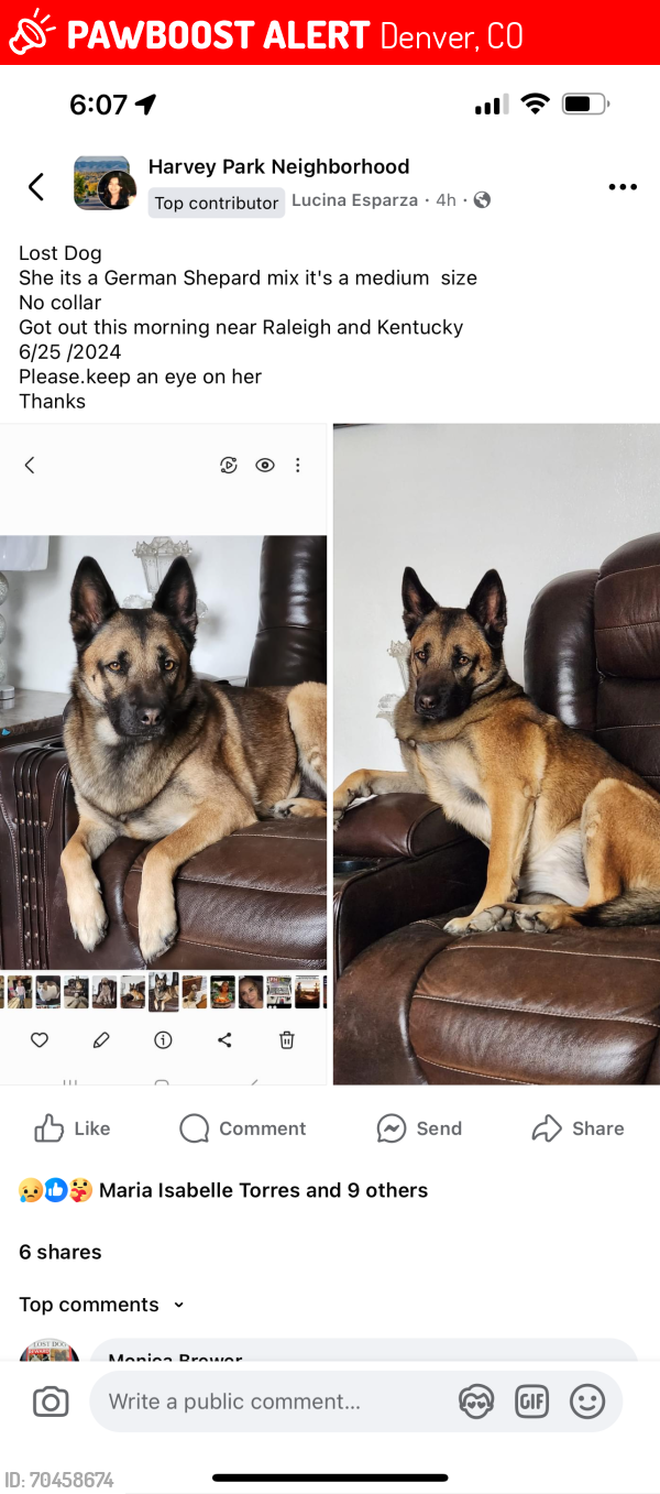 Denver, CO Lost Female Dog, Suki Is Missing | PawBoost