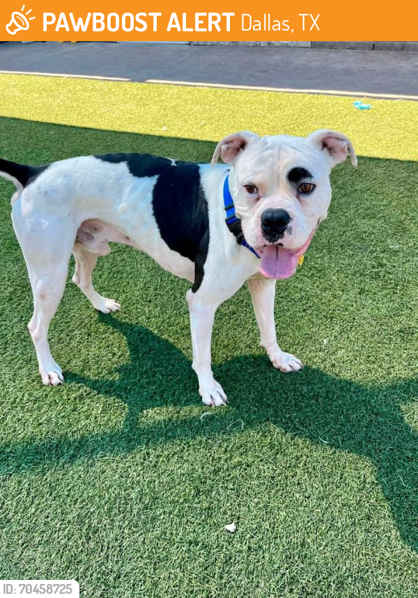 Rehomed Male Dog in Dallas, TX 75201 (ID: 70458725) | PawBoost