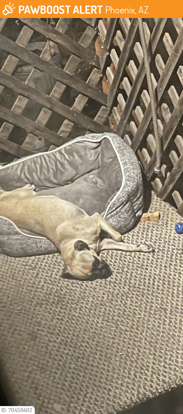 Phoenix, AZ Stray Female Dog Found Near 31st Ave. | PawBoost