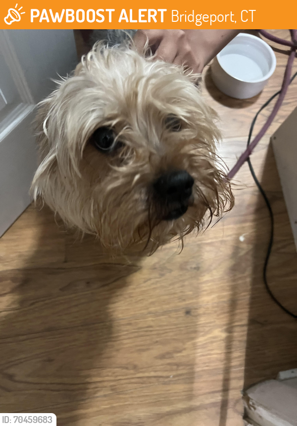 Bridgeport, CT Stray Male Dog Found Near Valley street | PawBoost