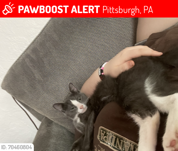 Pittsburgh, PA Lost Female Cat, Smokie Is Missing | PawBoost