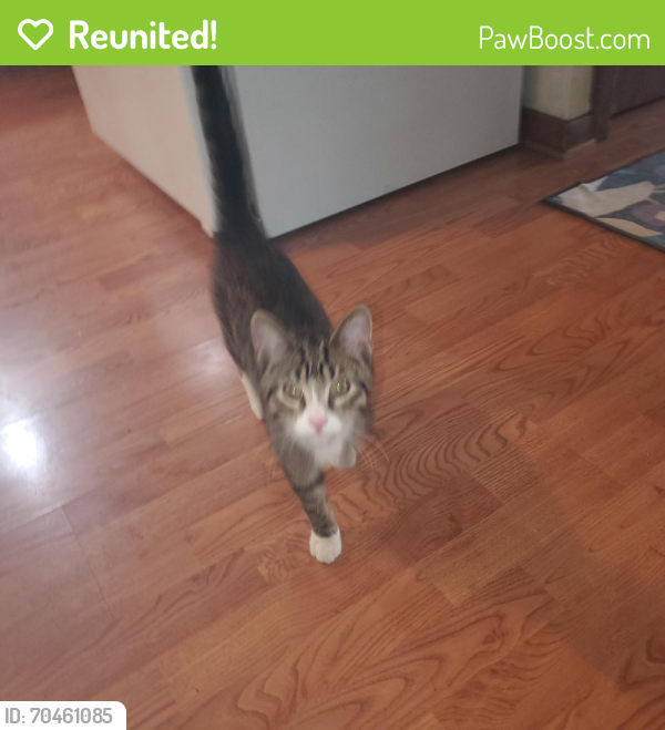 Reunited Male Cat in Dublin, OH 43017 (ID: 70461085) | PawBoost