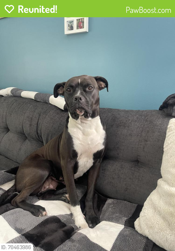 Reunited Female Dog in Norfolk, VA 23502 (ID: 70463986) | PawBoost