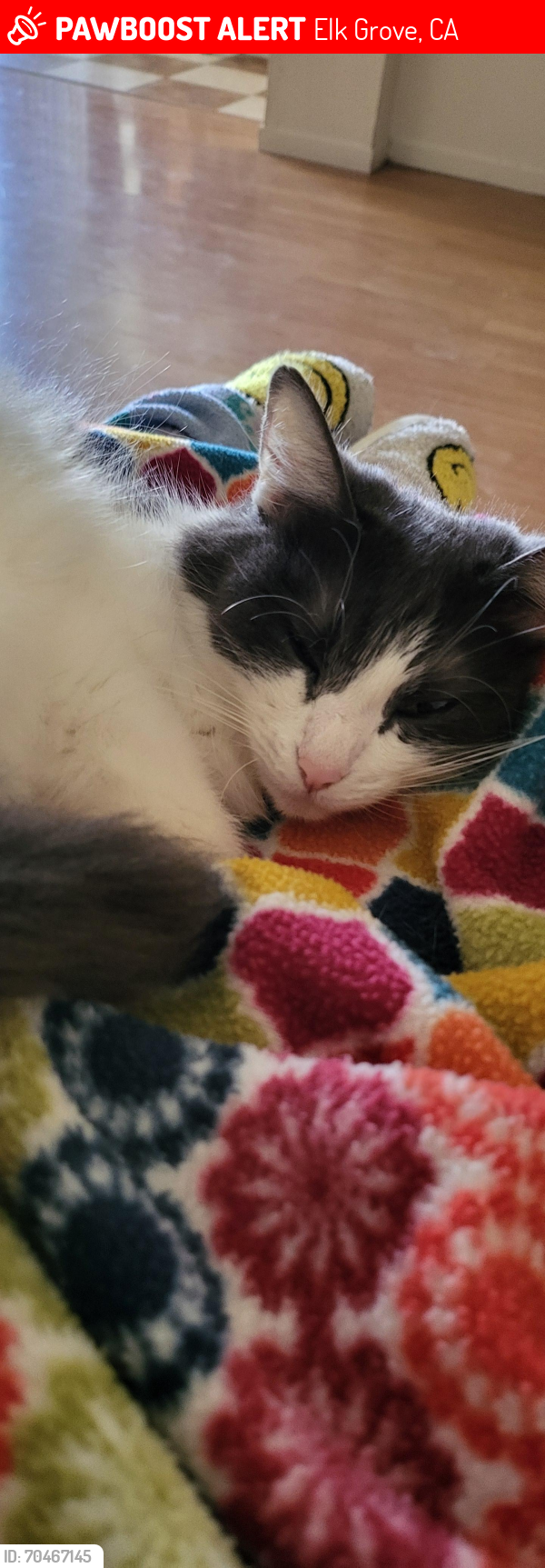 Elk Grove, CA Lost Female Cat, Boots Is Missing | PawBoost