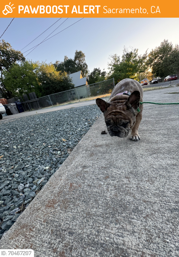 Sacramento, CA Stray Female Dog Found Near In my yard, fed and given ...