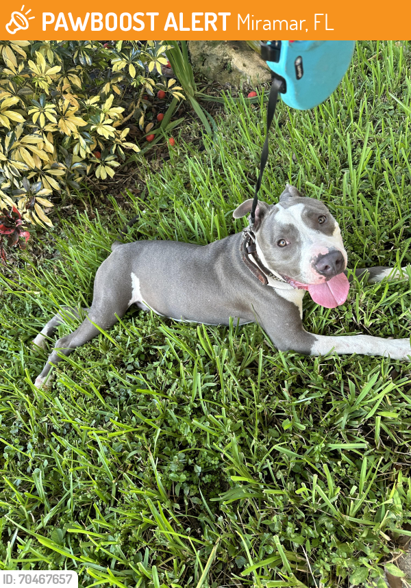 Miramar, FL Stray Male Dog Found Near Near SW 137 Way Miramar, FL 33025 ...