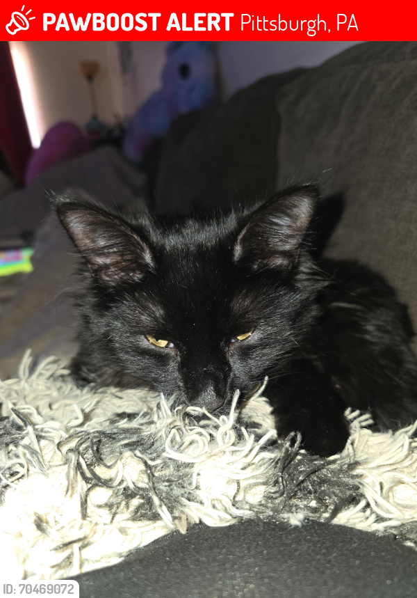 Pittsburgh, PA Lost Female Cat, y Is Missing | PawBoost