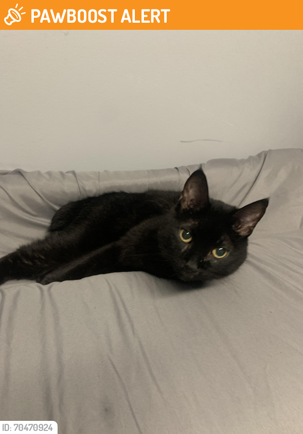 Franklin Park, Illinois Stray Cat Found Near 25th and Franklin park ...