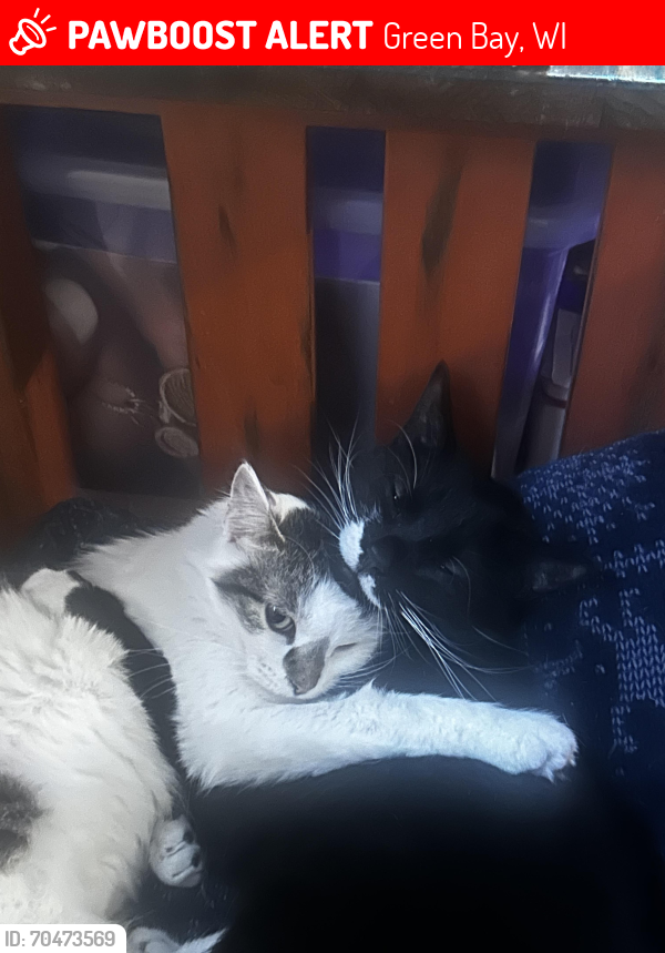 Green Bay, WI Lost Female Cat, Ash Is Missing | PawBoost