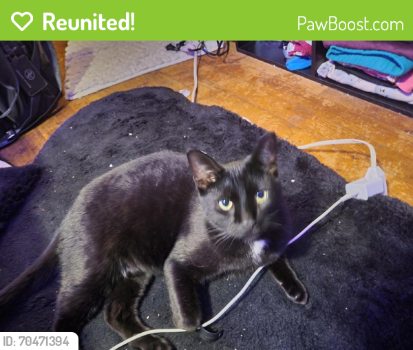 Reunited Female Cat in Canton, OH 44704 (ID: 70471394) | PawBoost