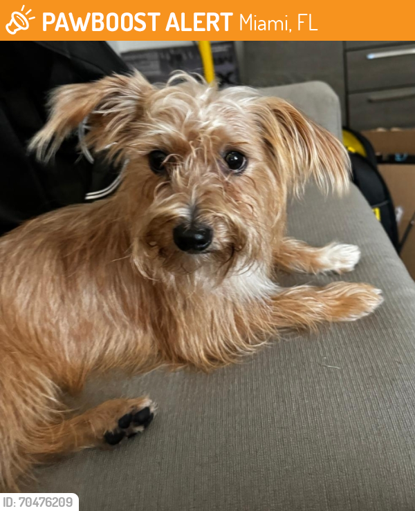 Miami, FL Stray Male Dog Found Near Near sw 47th st. Miami fl 33165 ...