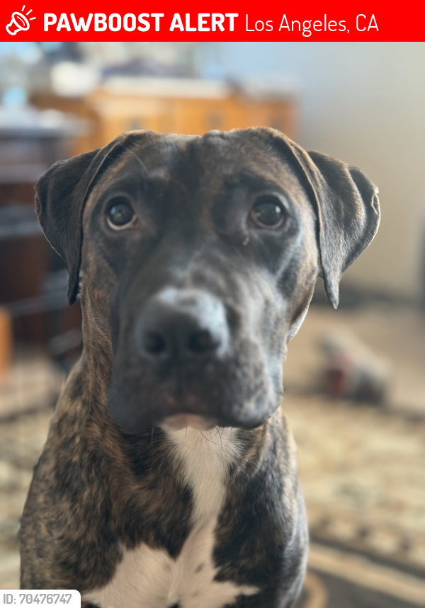 Los Angeles, CA Lost Male Dog, Trunks Is Missing | PawBoost