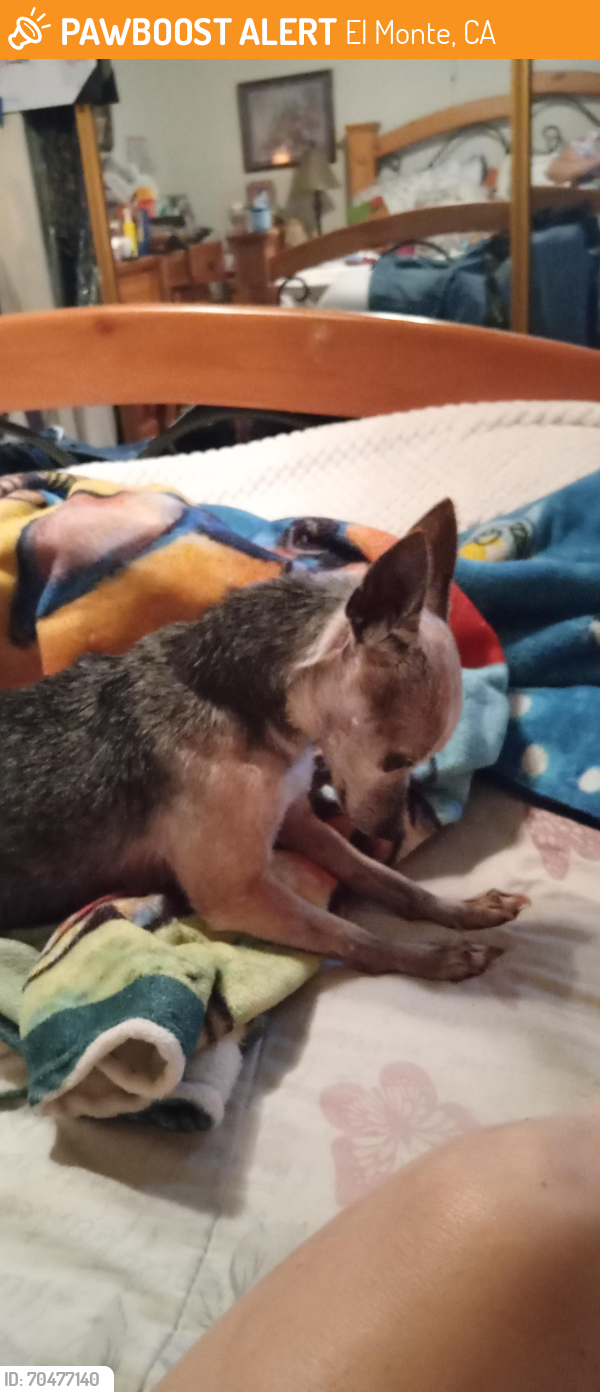 El Monte, CA Stray Female Dog Found Near Maxson/Lambert El Monte area ...