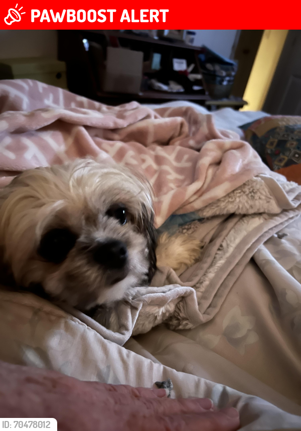 American Canyon, CA Lost Female Dog, Asa Is Missing | PawBoost