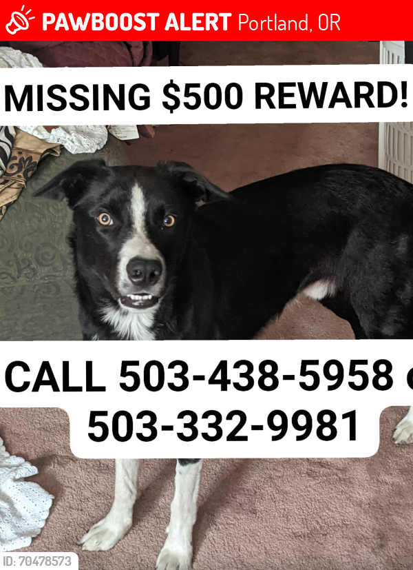 Portland, OR Lost Male Dog, Bodie Is Missing | PawBoost