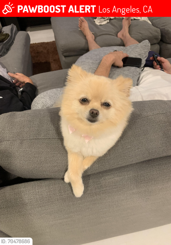 Los Angeles, CA Lost Female Dog, Tiny Is Missing | PawBoost