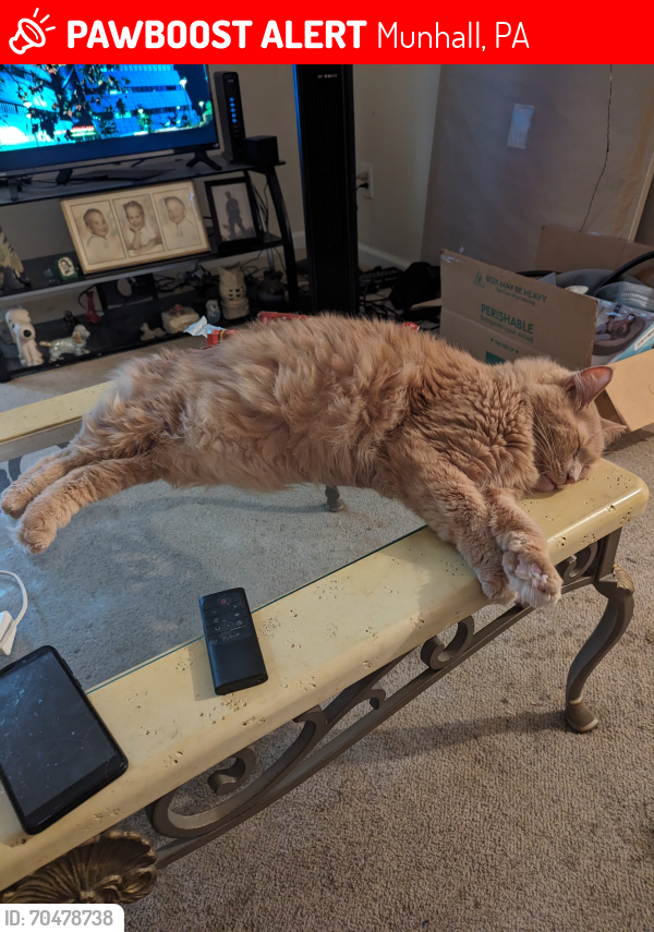 Munhall, PA Lost Male Cat, Schmule Is Missing | PawBoost