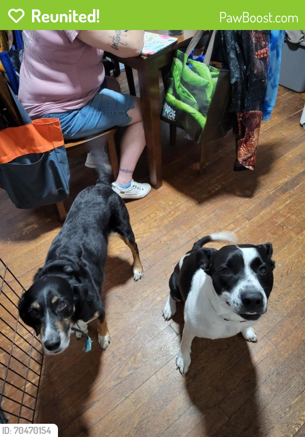 Reunited Male Dog in Albany, 12208 (ID: 70470154) | PawBoost