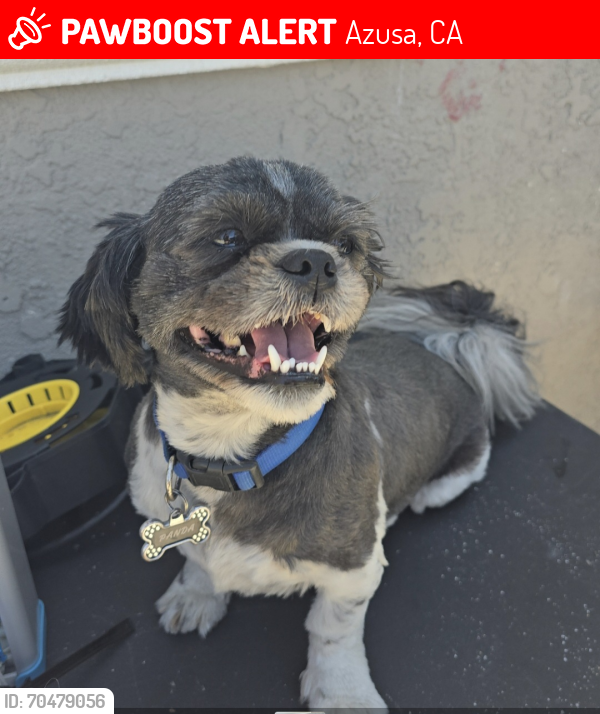 Azusa, CA Lost Male Dog, Panda Is Missing | PawBoost