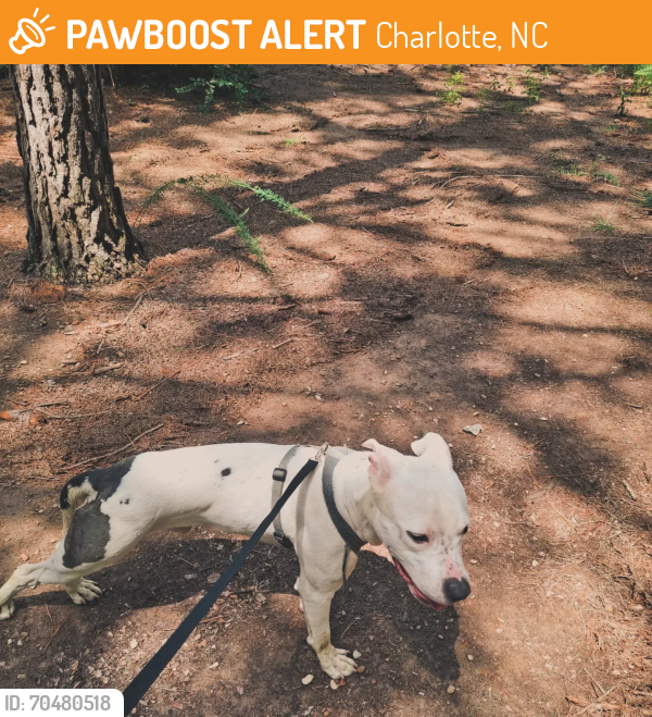 Charlotte, NC Stray Male Dog Found Near Shuffletown Dog Park | PawBoost