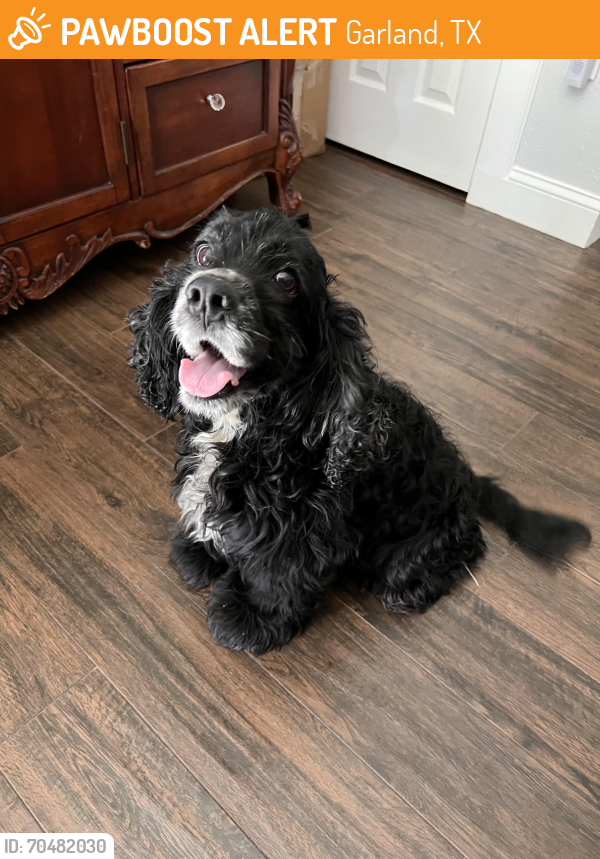 Rehomed Female Dog in Garland, TX 75042 (ID: 70482030) | PawBoost