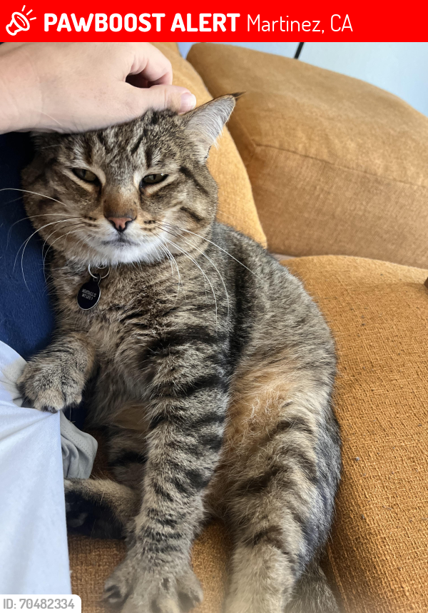 Martinez, CA Lost Male Cat, Meatball Is Missing | PawBoost