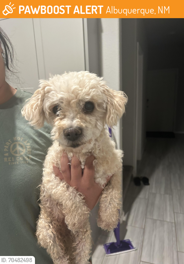 Albuquerque, NM Stray Female Dog Found Near Gibson and 98th | PawBoost