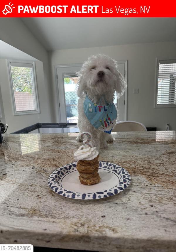 Las Vegas, NV Lost Male Dog, Olaf Is Missing | PawBoost