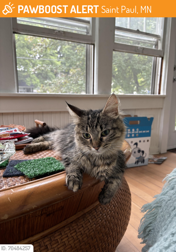 Saint Paul, MN Stray Female Cat Found Near In the patio behind Day by ...