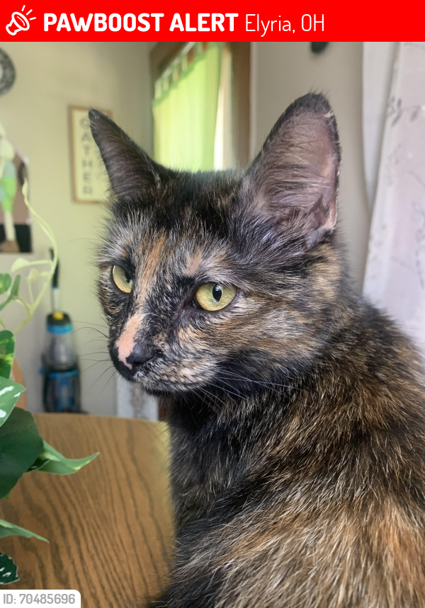 Elyria, OH Lost Female Cat, Tito Is Missing | PawBoost