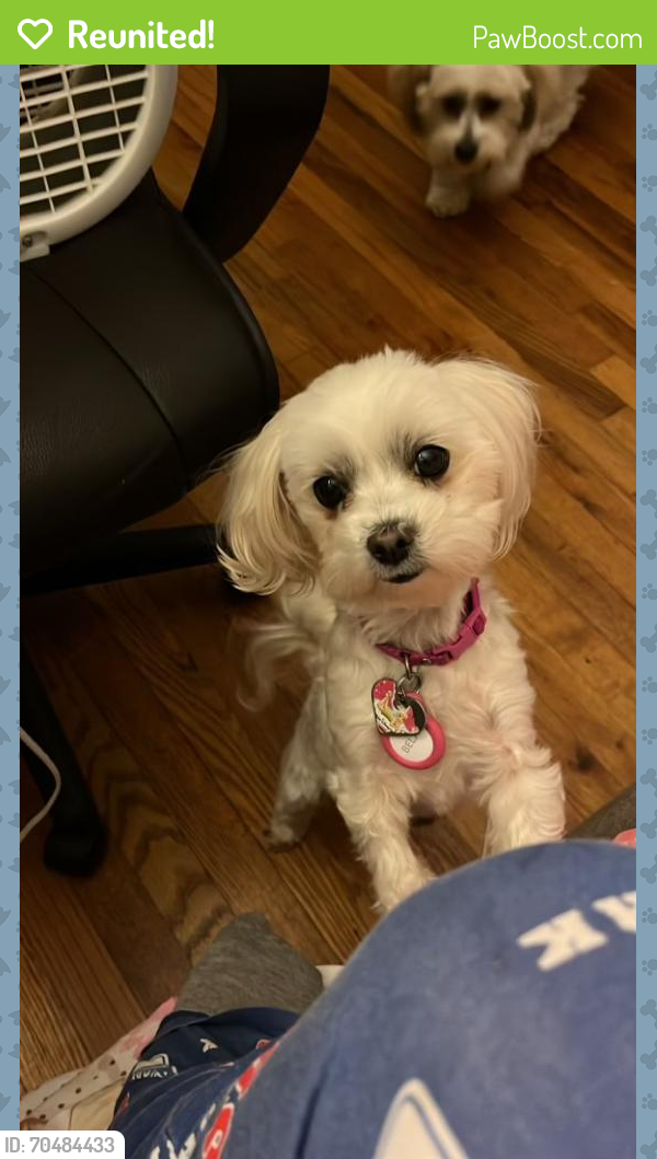Reunited Female Dog in Hempstead, NY 11550 (ID: 70484433) | PawBoost