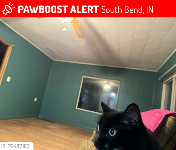 South Bend, IN Lost Male Cat, Shadow Is Missing | PawBoost