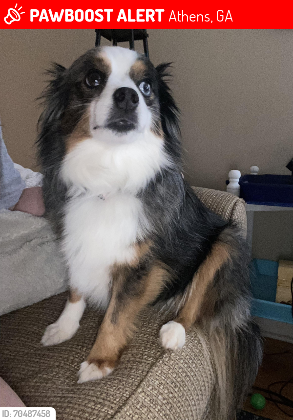 Athens, GA Lost Female Dog, Bella Is Missing | PawBoost