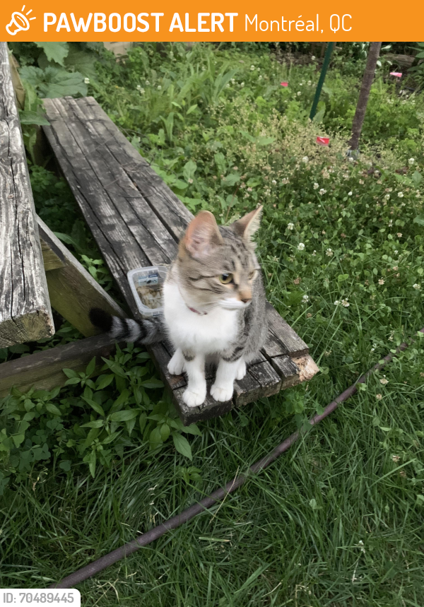 Montréal, QC Stray Cat Found Near Rue Fabre | PawBoost