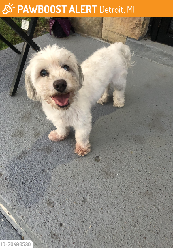 Detroit, MI Stray Male Dog Found Near 7 mile and Snowden Ave | PawBoost