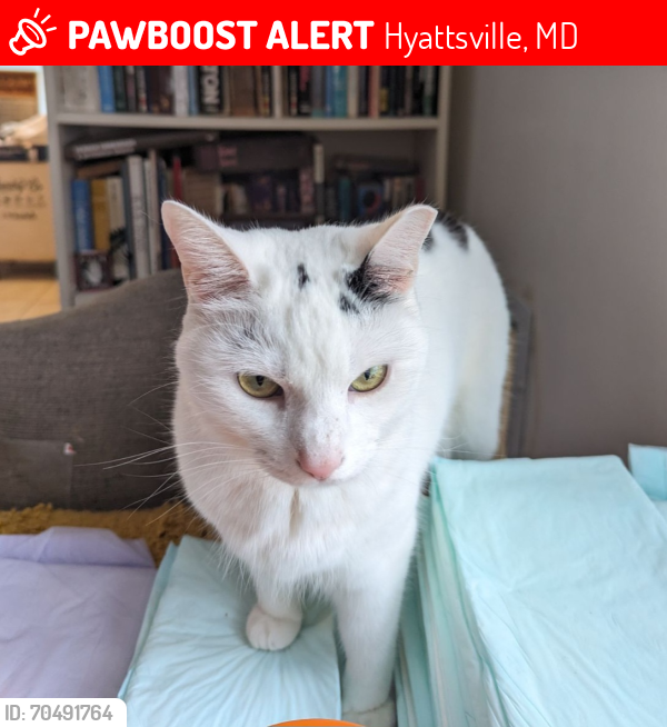 Hyattsville, MD Lost Female Cat, Oreo Is Missing | PawBoost