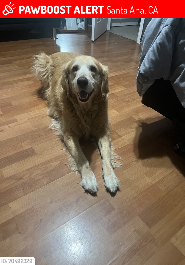 Santa Ana, CA Lost Female Dog, Maggie Is Missing | PawBoost