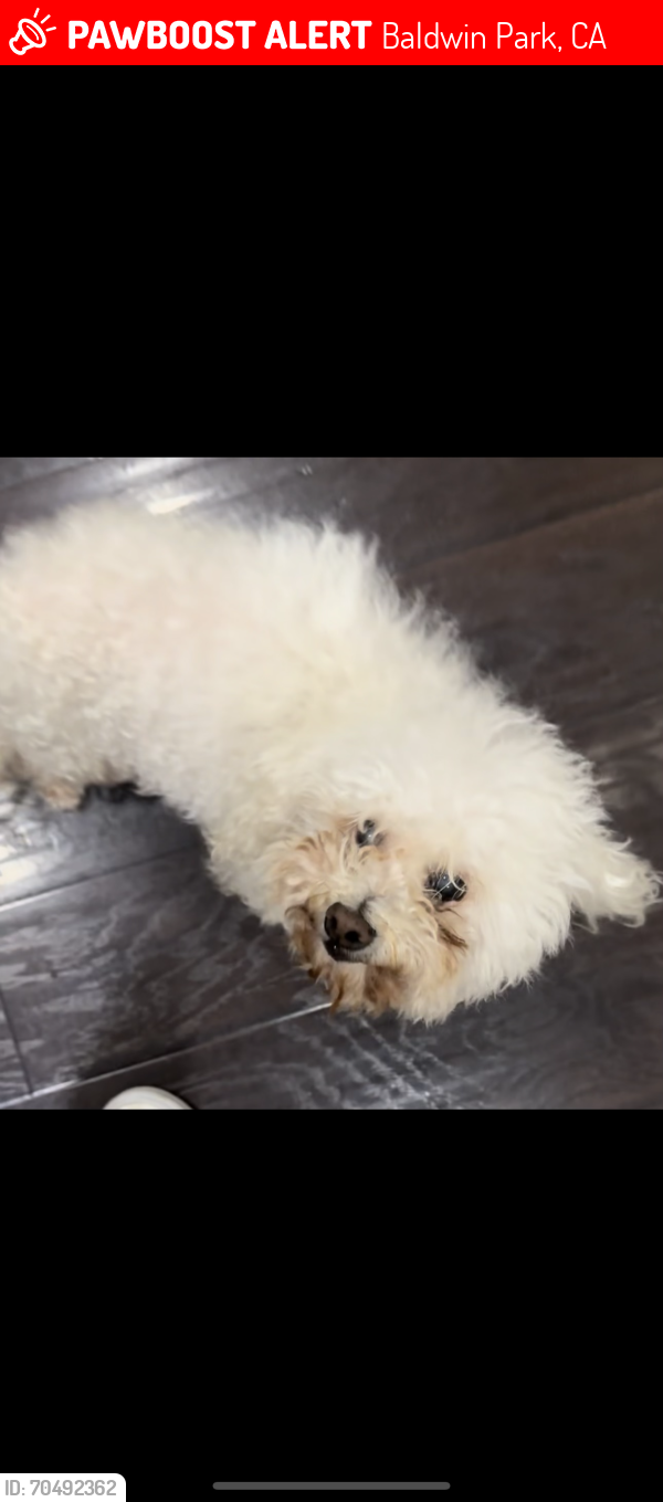 Baldwin Park, CA Lost Female Dog, Chiquis Is Missing | PawBoost