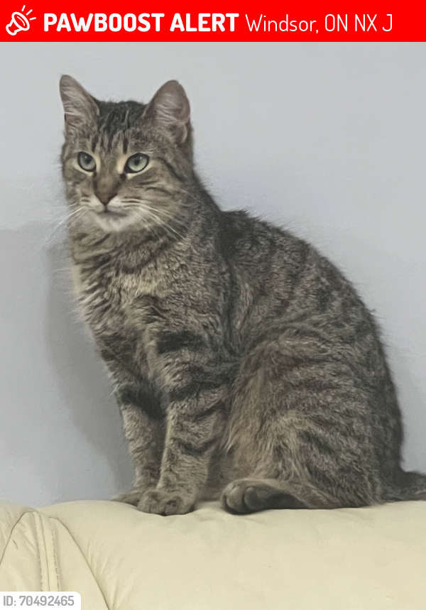 Windsor, ON Lost Female Cat, Amira Is Missing | PawBoost